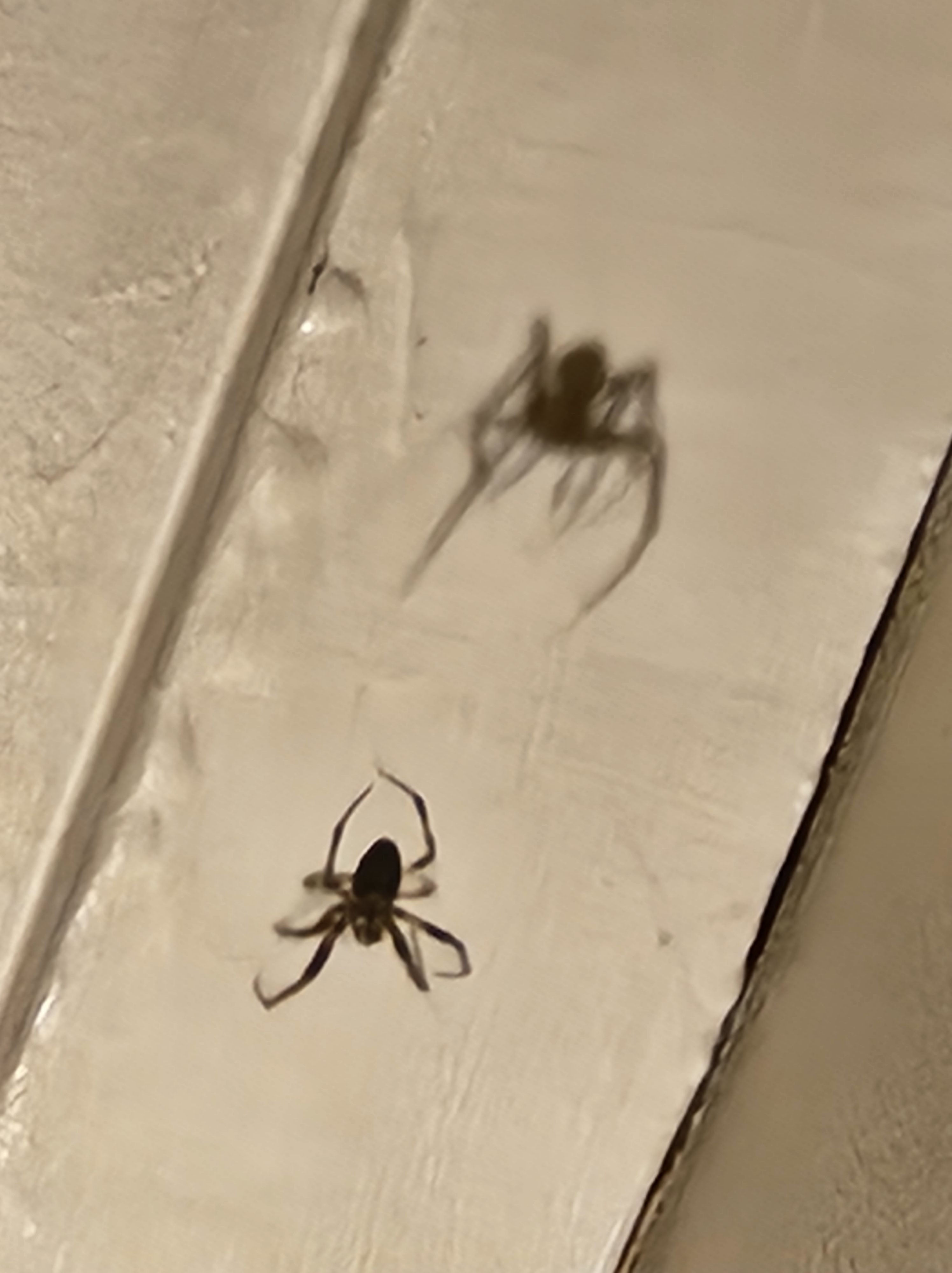 Spider shadow puppets – Ferne Edwards